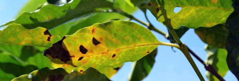 Coffee Leaf Rust and Global Warming - Cafe Altura