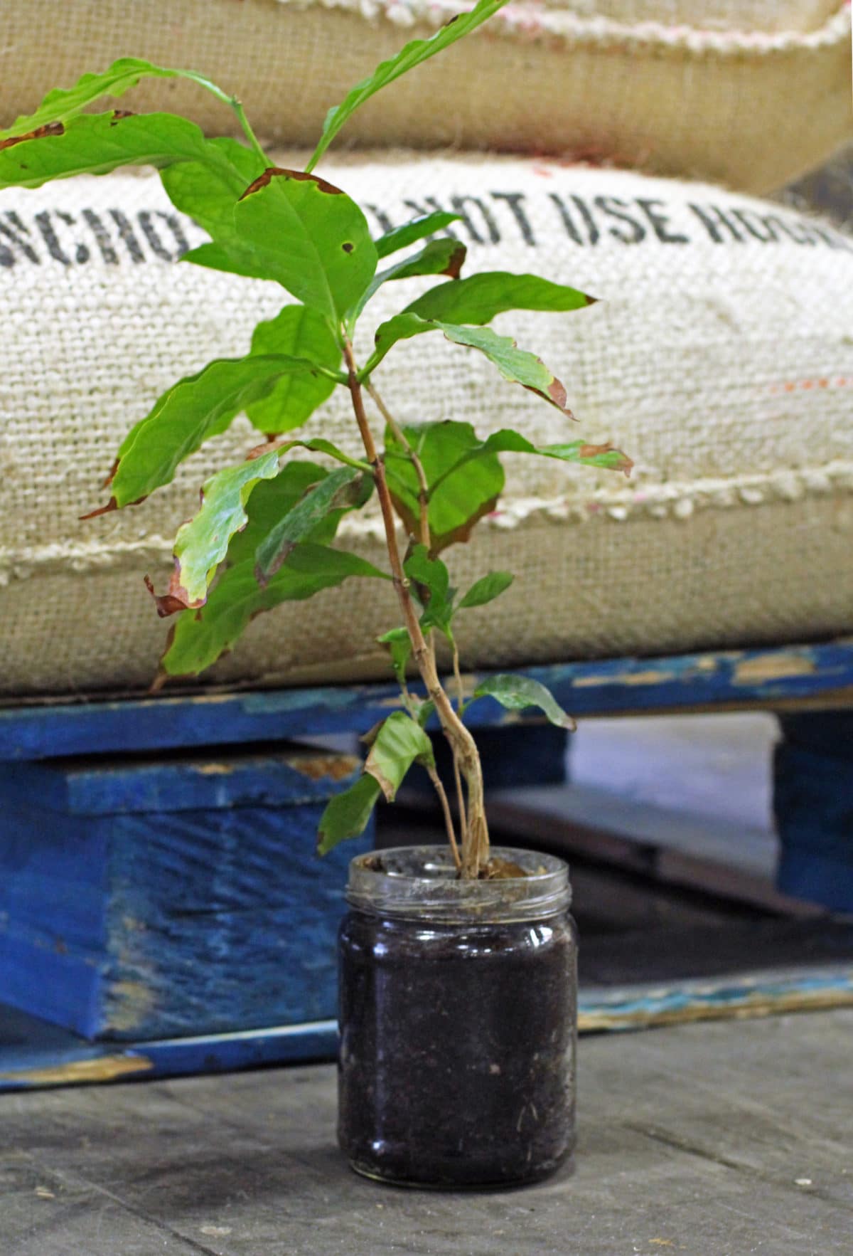 Coffee + GMOs | Cafe Altura Organic Coffee