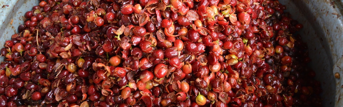 What's the Buzz About Cascara? | Cafe Altura Organic Coffee