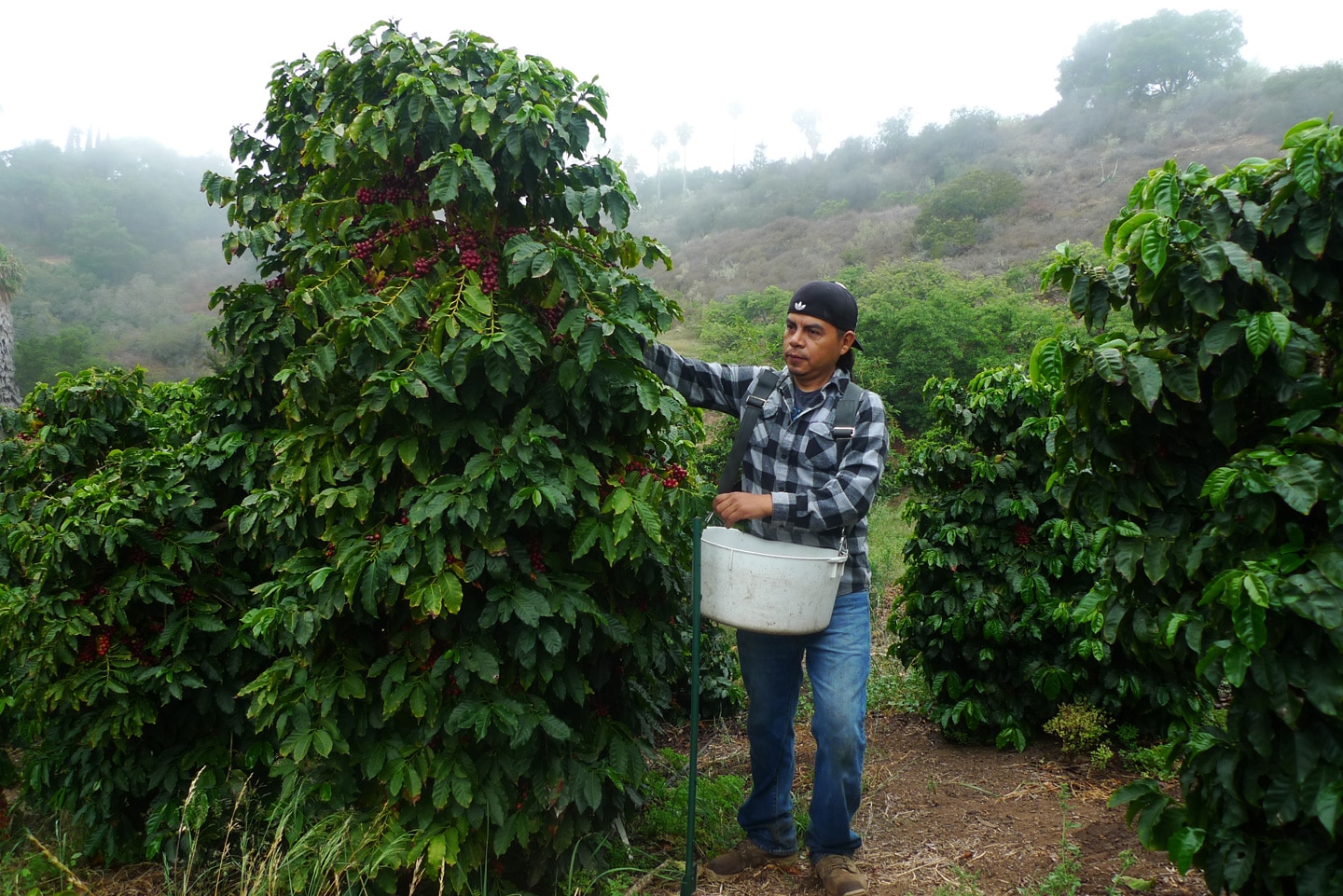 Local Organic Coffee Farming | Cafe Altura Organic Coffee